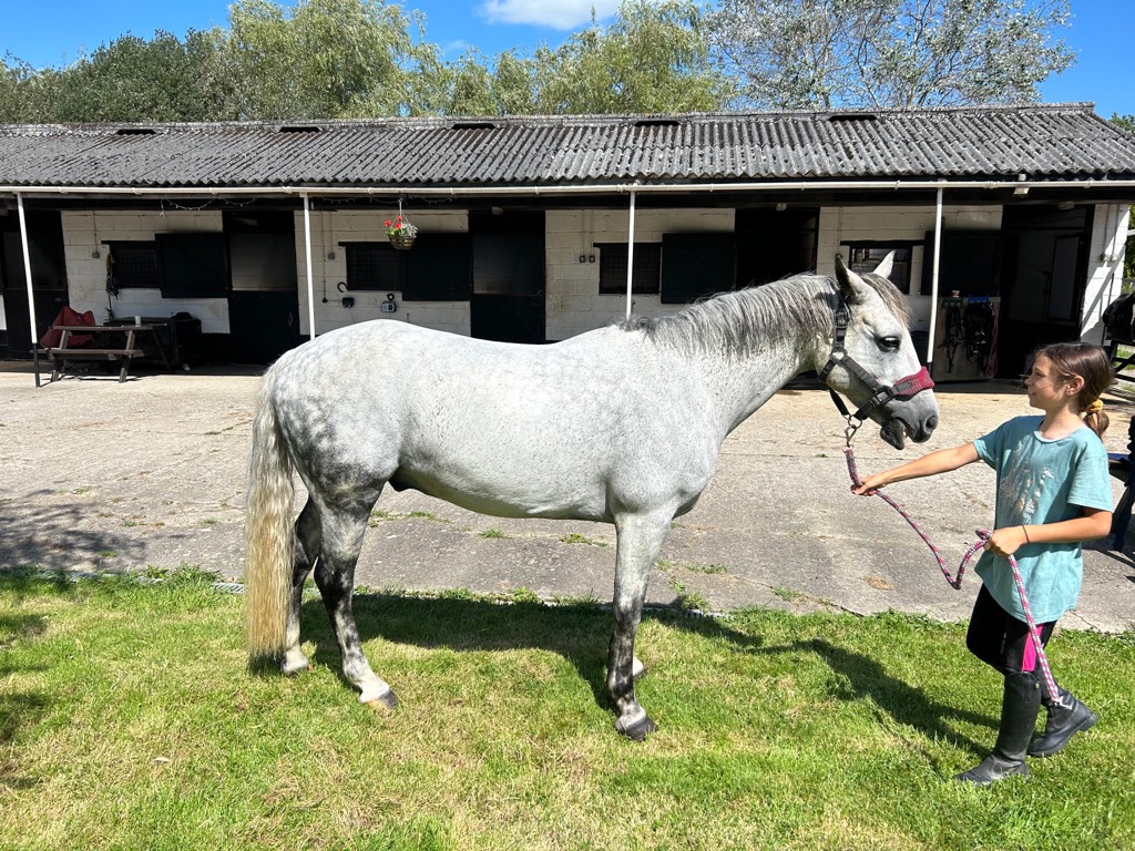 Pony for Sale | 🌟🌟Smart Pony🌟🌟