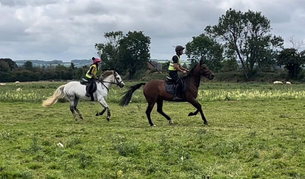 Pony for Sale | 🌟🌟Smart Pony🌟🌟